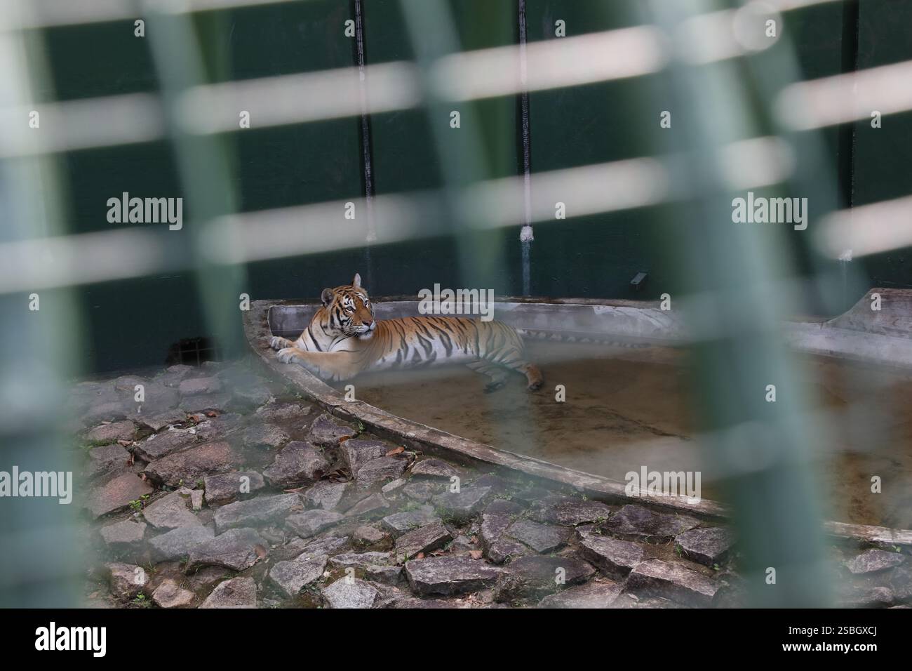 A tiger at Johor Zoo, Jalan Gertak Merah, Taman Istana, 80000 Johor ...