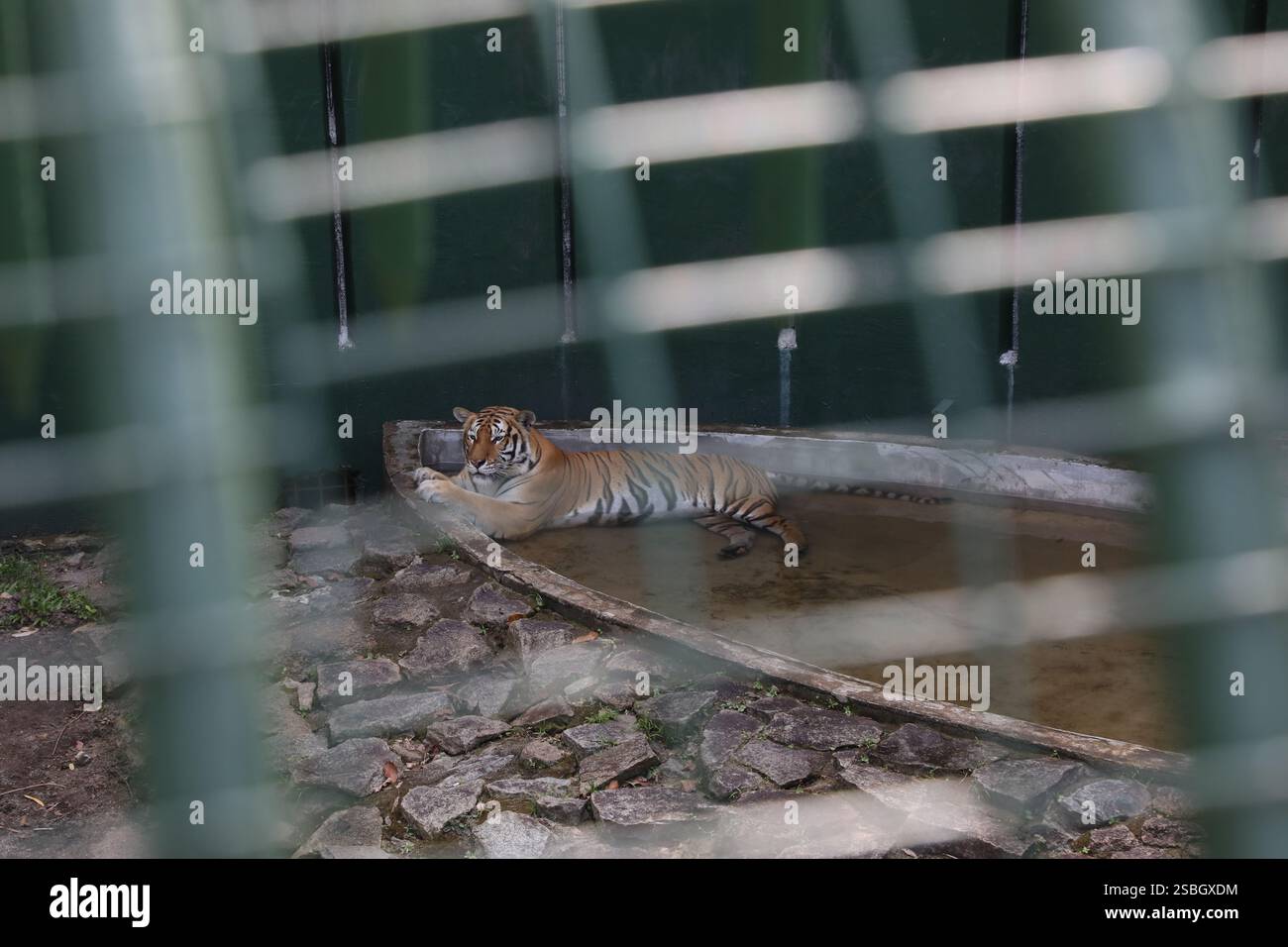 A tiger at Johor Zoo, Jalan Gertak Merah, Taman Istana, 80000 Johor ...