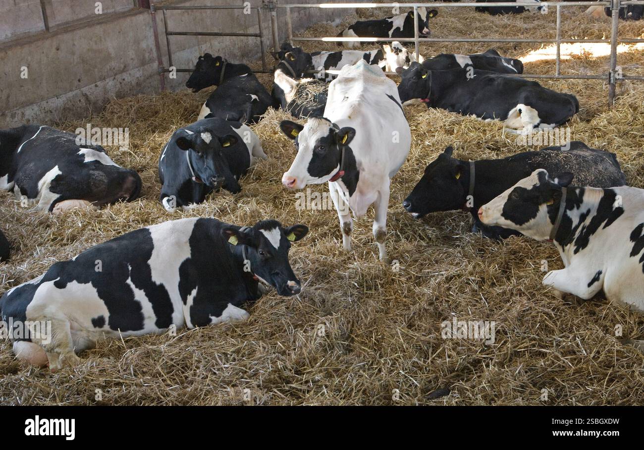 Cows at the dairy farm, pregant cows resting in straw Stock Photo - Alamy