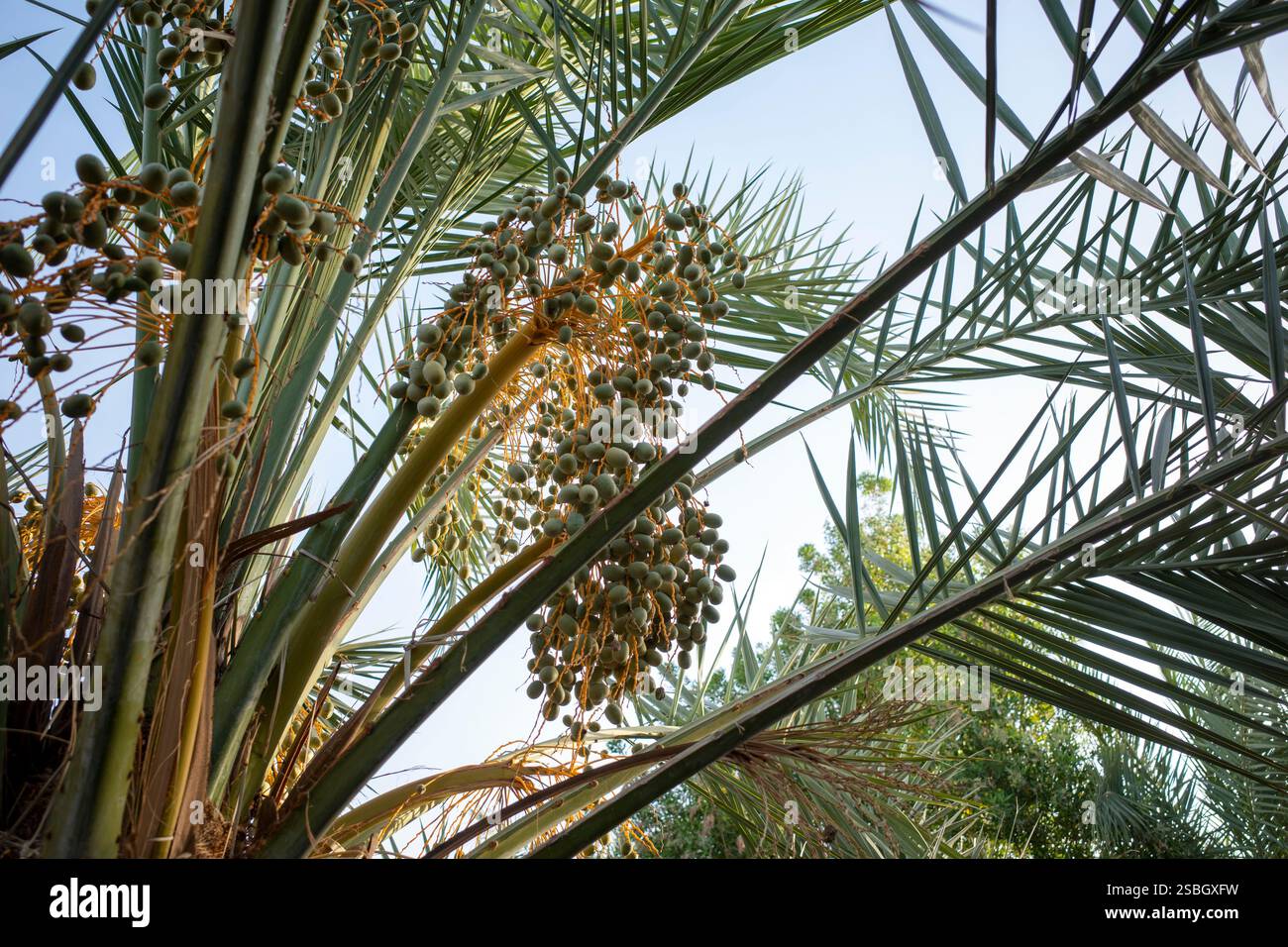 Dates Palm Tree (Phoenix dactylifera L) with raw fruits, in Saudi ...