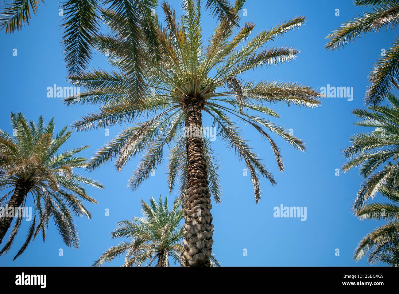 Green Dates Palm Tree (Phoenix dactylifera L) with blue sky background ...