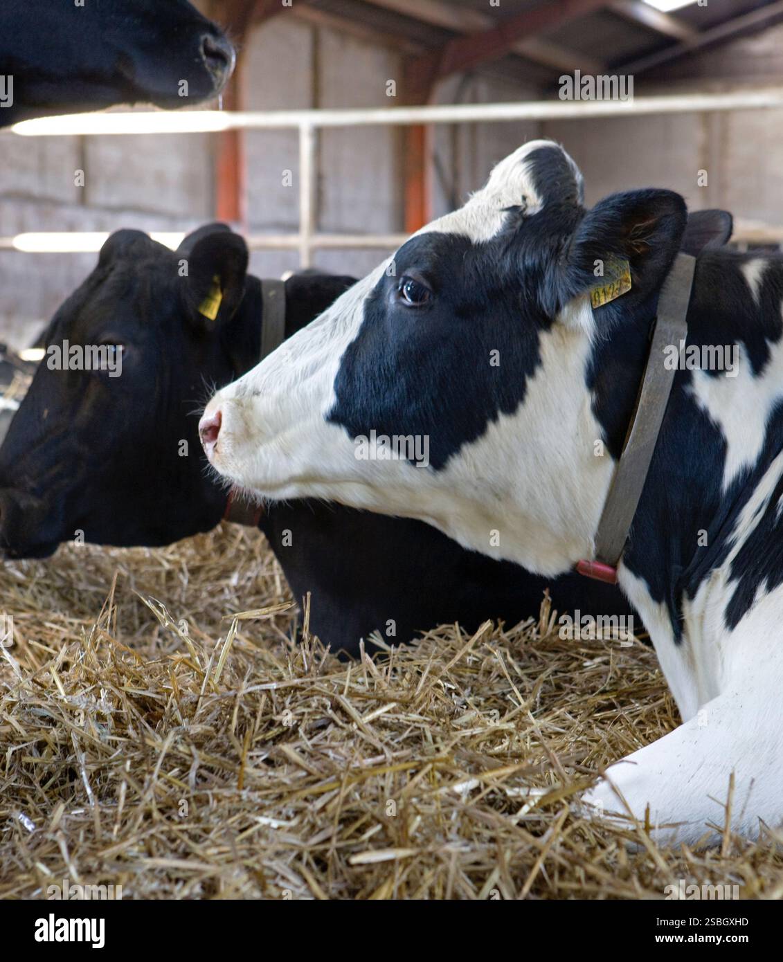Cows at the dairy farm, pregant cows resting in straw Stock Photo - Alamy