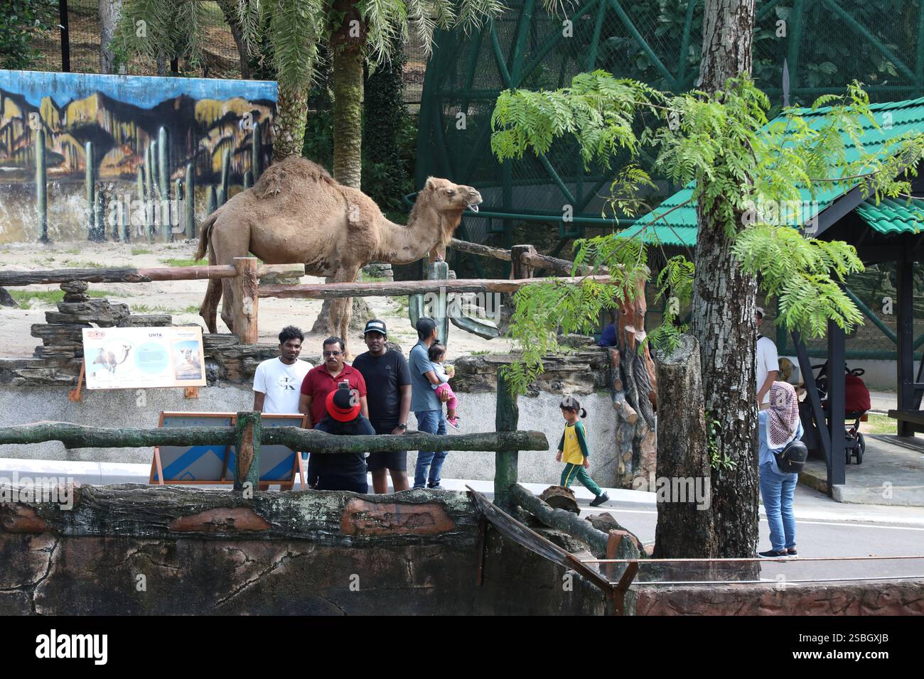 A camel at Johor Zoo, Jalan Gertak Merah, Taman Istana, 80000 Johor Bahru, Malaysia Stock Photo ...