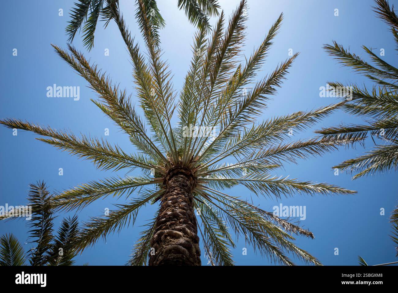 Green Dates Palm Tree (Phoenix dactylifera L) with blue sky background ...
