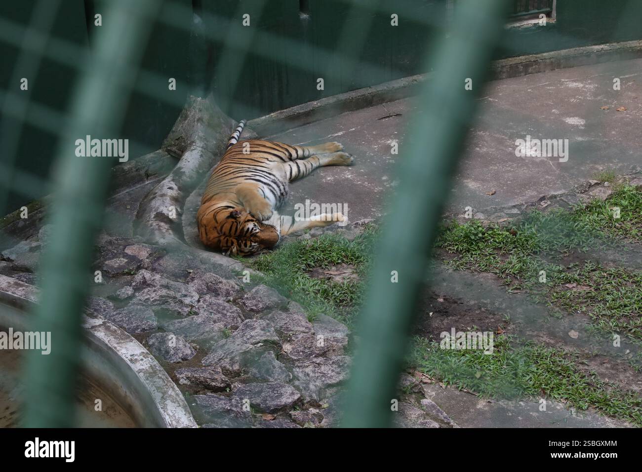 A tiger at Johor Zoo, Jalan Gertak Merah, Taman Istana, 80000 Johor ...