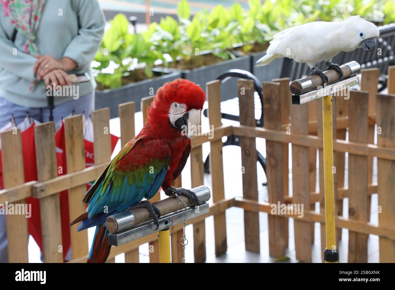 Johor Zoo, Jalan Gertak Merah, Taman Istana, 80000 Johor Bahru ...