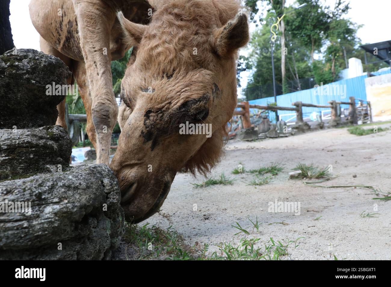 A camel at Johor Zoo, Jalan Gertak Merah, Taman Istana, 80000 Johor ...