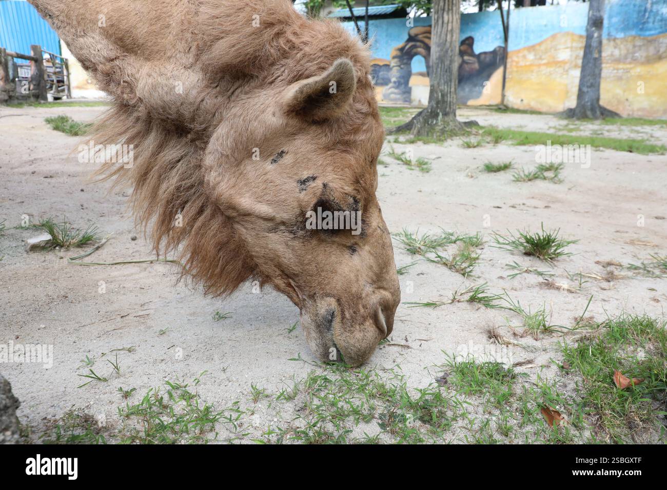 A camel at Johor Zoo, Jalan Gertak Merah, Taman Istana, 80000 Johor ...