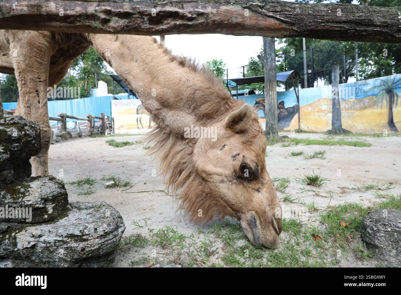 A camel at Johor Zoo, Jalan Gertak Merah, Taman Istana, 80000 Johor ...