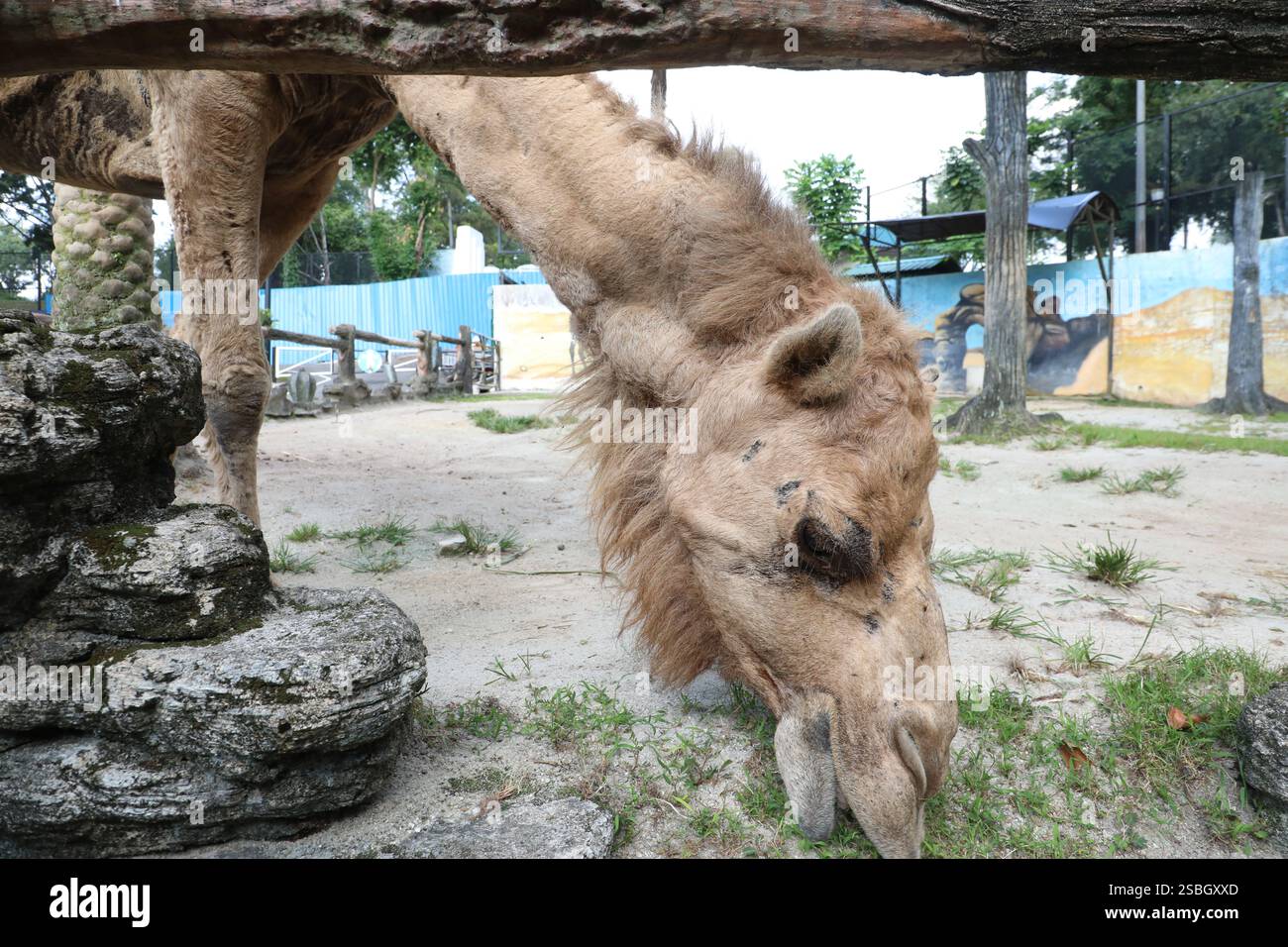 A camel at Johor Zoo, Jalan Gertak Merah, Taman Istana, 80000 Johor ...