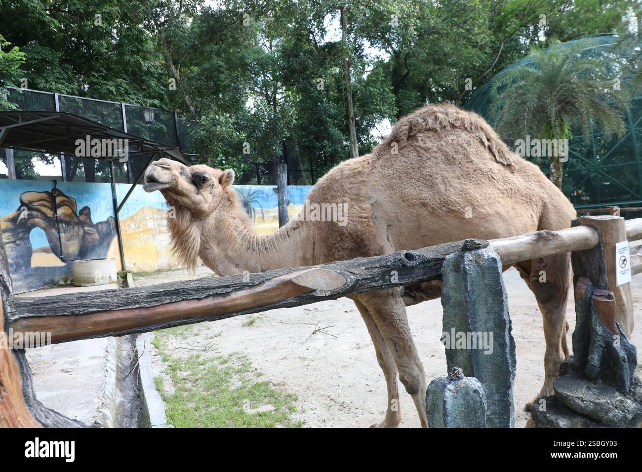 A camel at Johor Zoo, Jalan Gertak Merah, Taman Istana, 80000 Johor ...