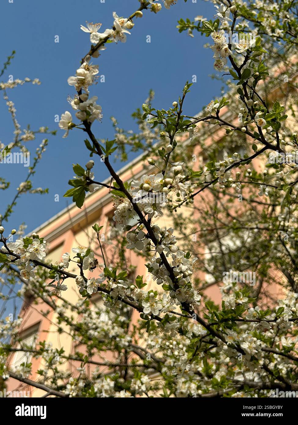 Slender white branches set hi-res stock photography and images - Alamy