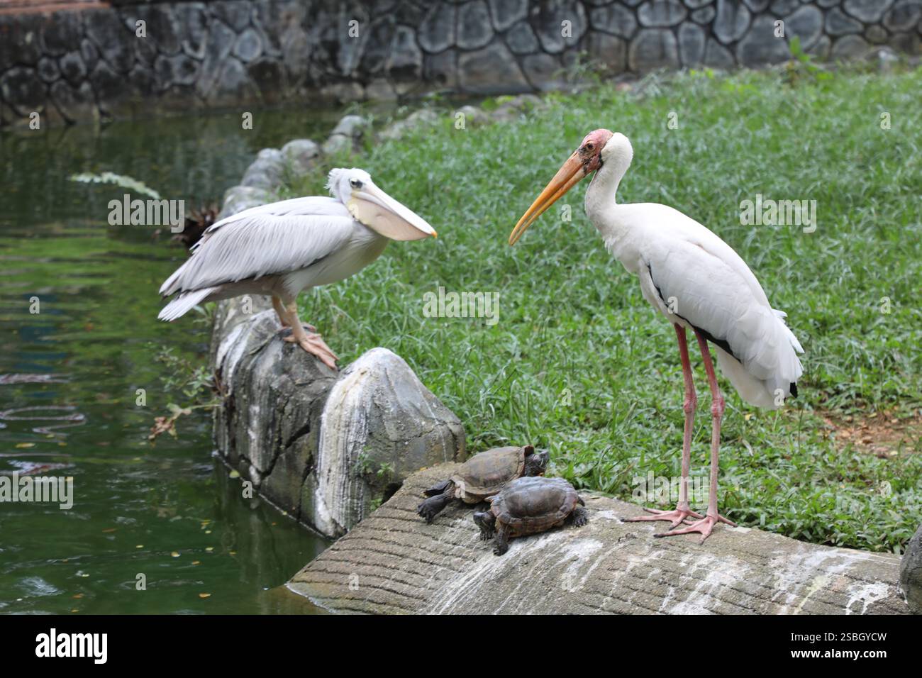 Johor Zoo, Jalan Gertak Merah, Taman Istana, 80000 Johor Bahru ...