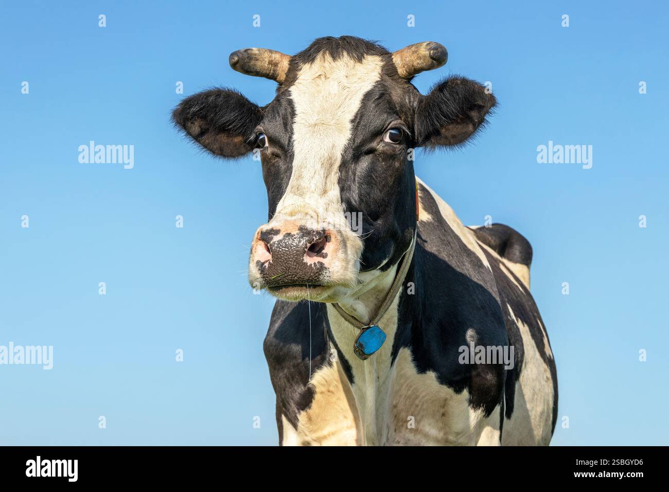 Holland milk cow, black and white and horned, looking at the camera ...