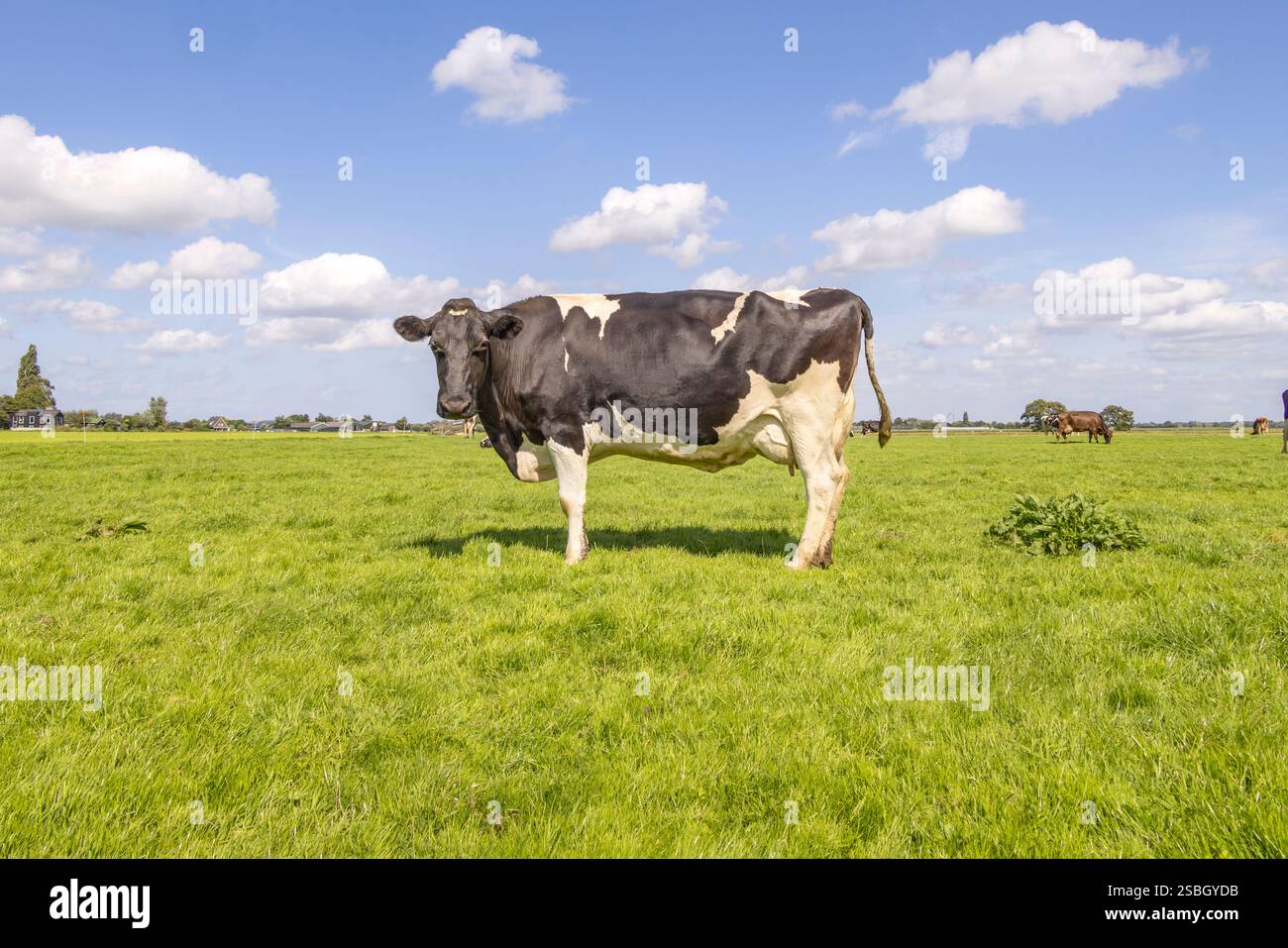 Cow full length side view in a field black and white, standing milk ...
