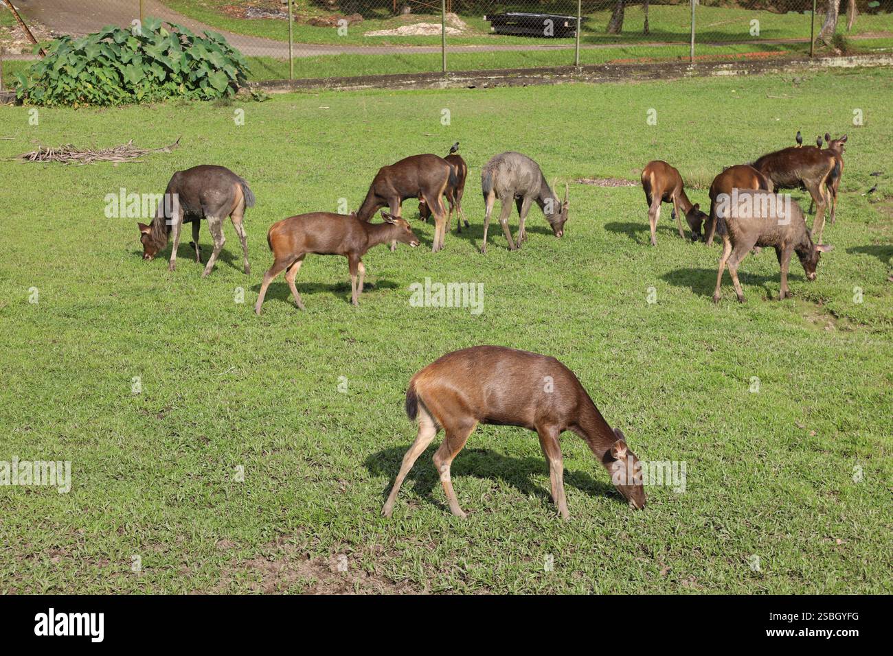 Sambar deer at Johor Zoo, Jalan Gertak Merah, Taman Istana, 80000 Johor ...