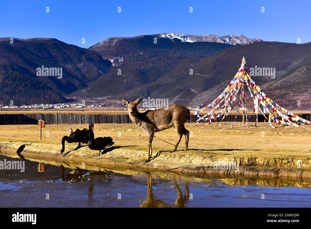 Yila grassland hi-res stock photography and images - Alamy