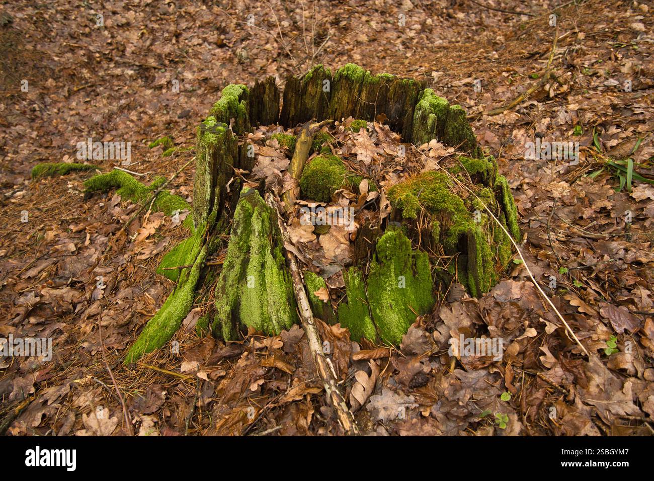 The rest of the trunk of a cut tree covered with green moss in the ...