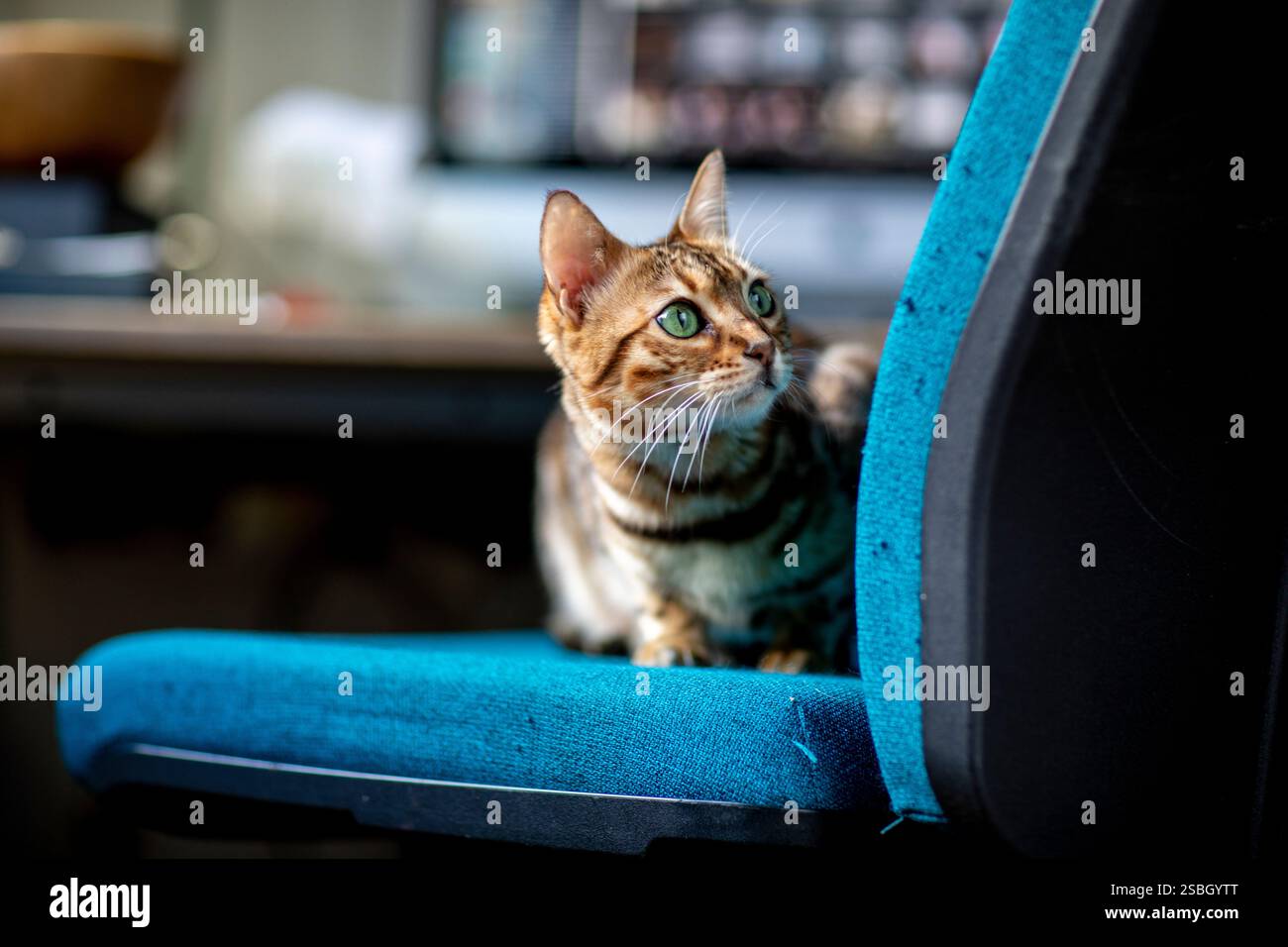 A playful Bengal cat is seen frolicking on an office chair, showcasing ...