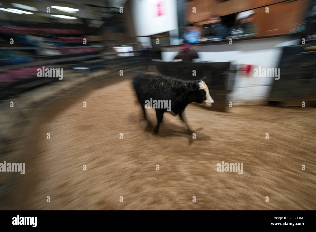 A cow runs through in the auction arena the Oklahoma National ...