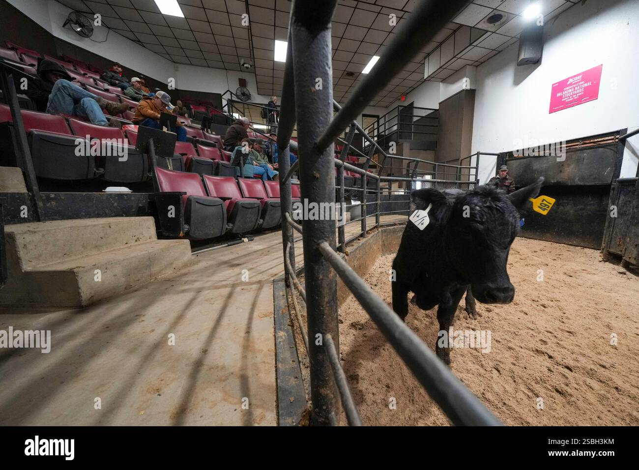 A cow is exhibited in the auction arena the Oklahoma National ...