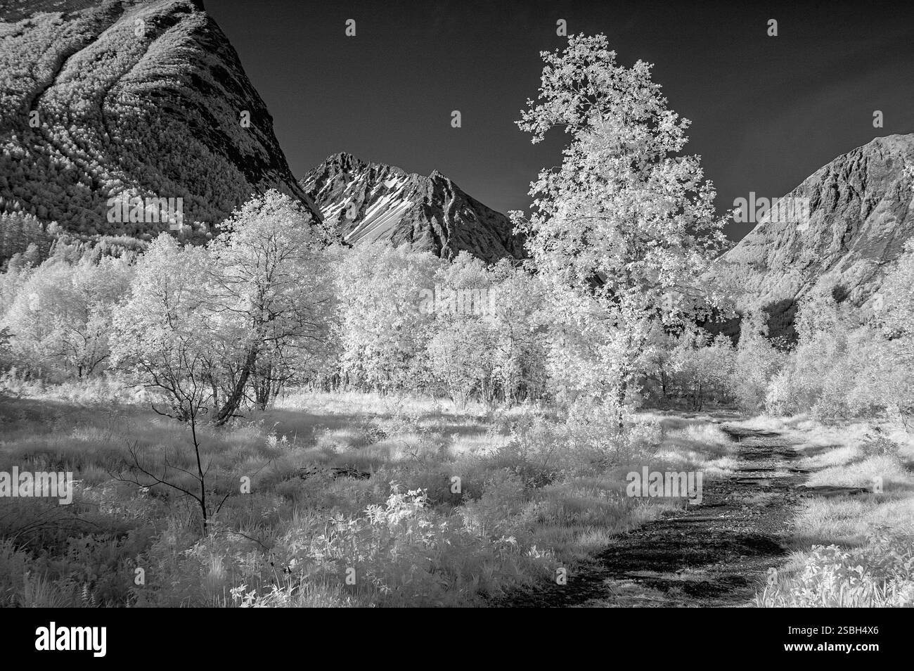 Norways flora Black and White Stock Photos & Images - Alamy