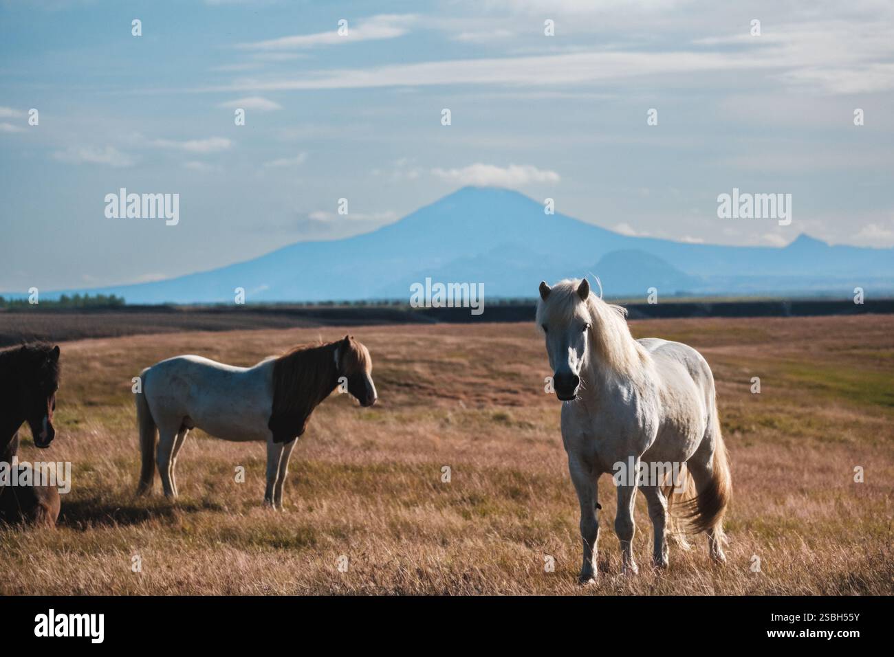 Hekla horse hi-res stock photography and images - Alamy