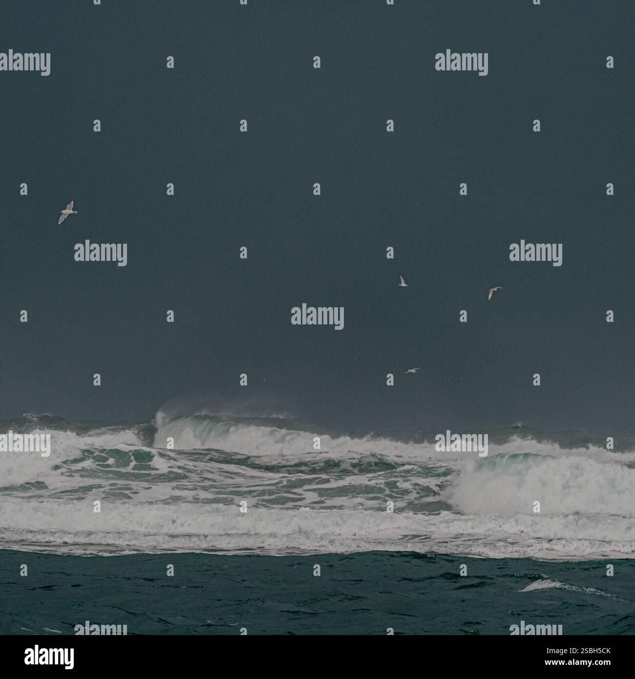 Seagulls soaring above dramatic waves in East Iceland's stormy ...