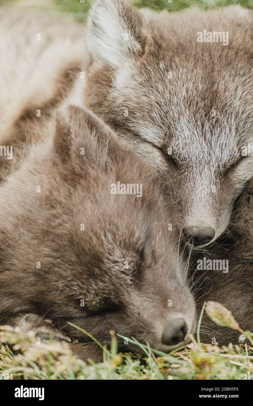 Sleeping Arctic fox pups cuddled together in East Iceland's wilderness ...