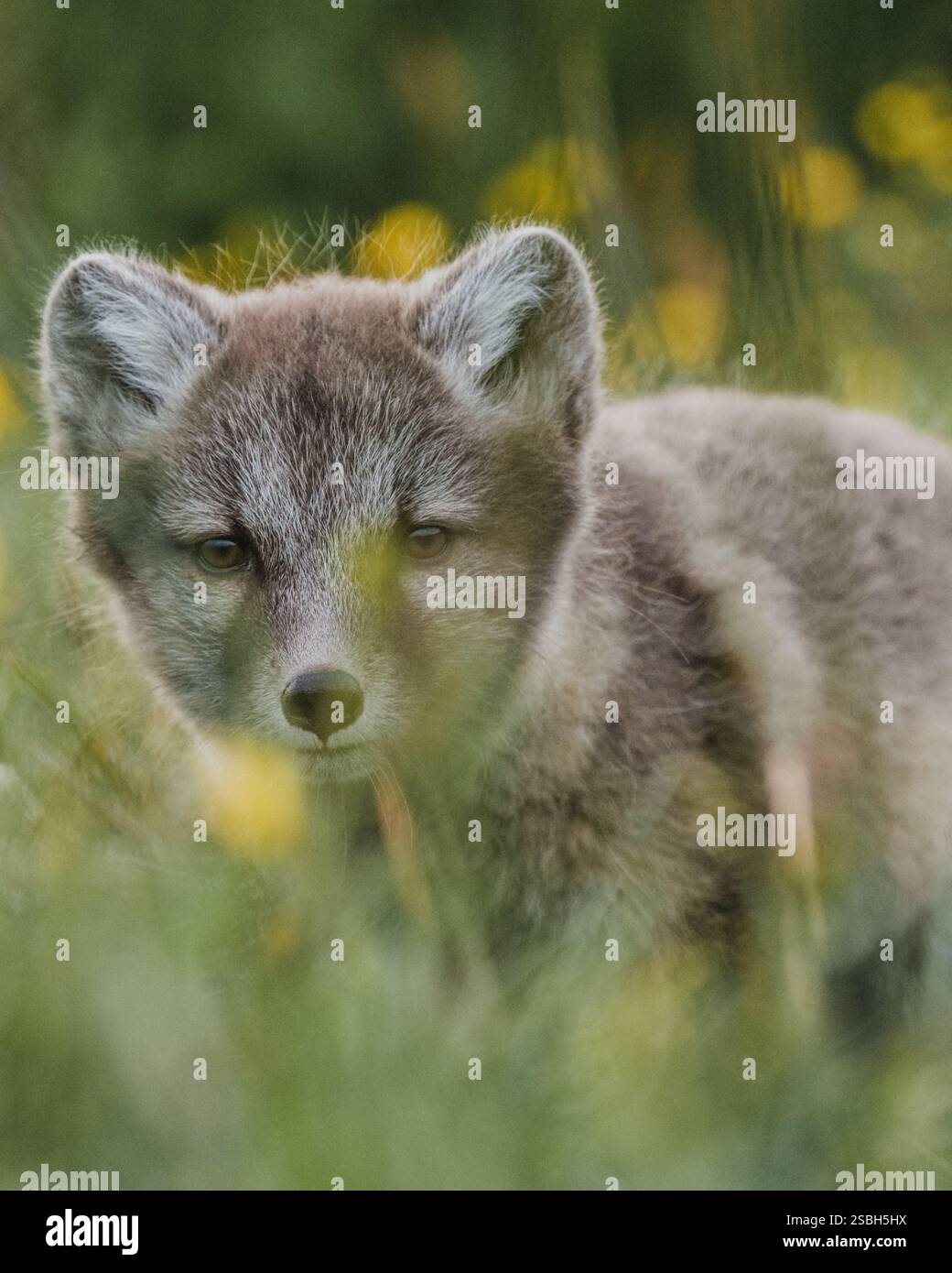 Arctic fox pup resting in grassy meadow, East Iceland, showcasing its ...