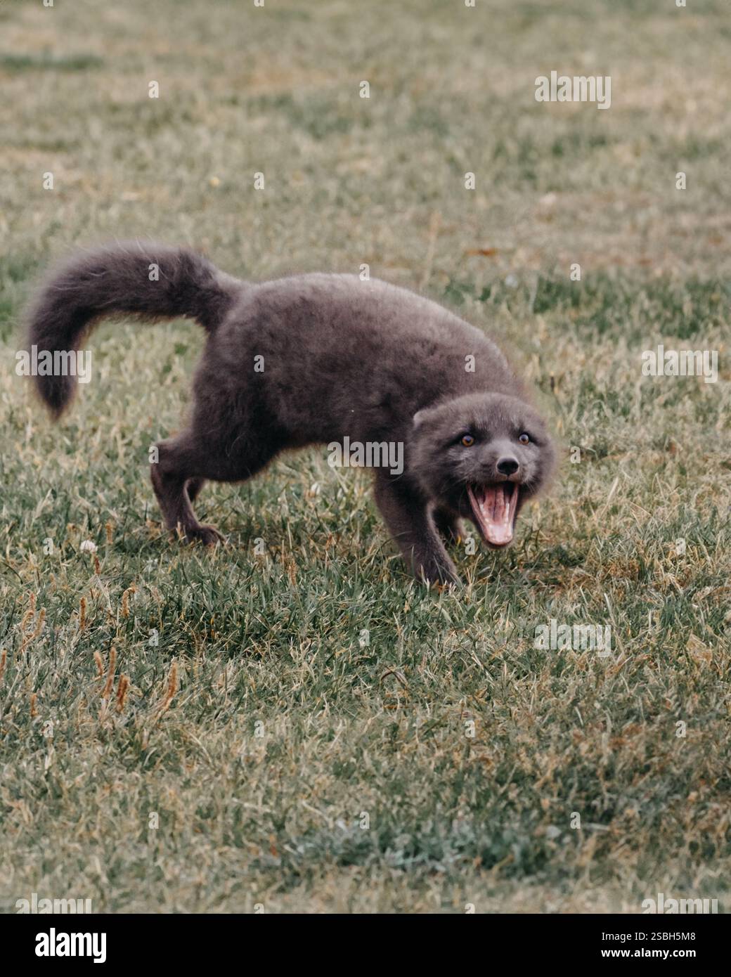 Growling fox hi-res stock photography and images - Alamy