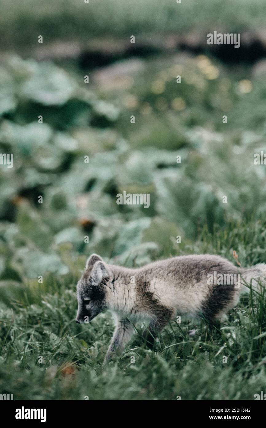 Young arctic fox pup stands alert in lush grass, East Iceland ...