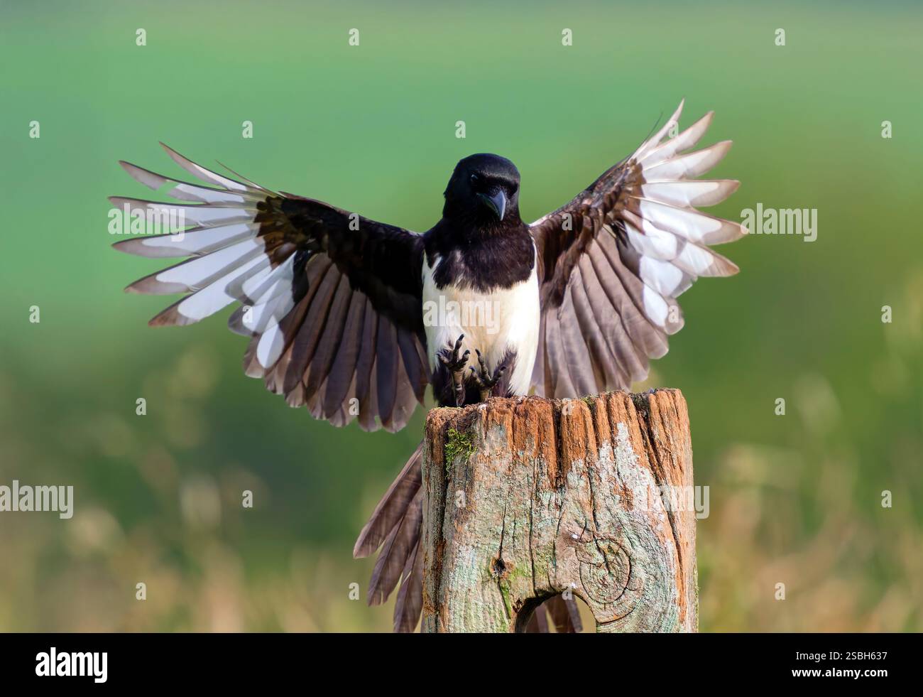 A Magpie, (Pica pica), also known as the Eurasian Magpie, spreads it's ...