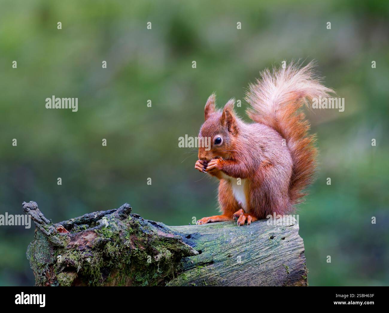 A British Red Squirrel (Sciurus vulgaris), sitting on it's haunches and ...