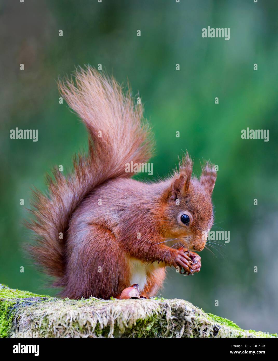 A British Red Squirrel (Sciurus vulgaris), sitting on it's haunches and ...