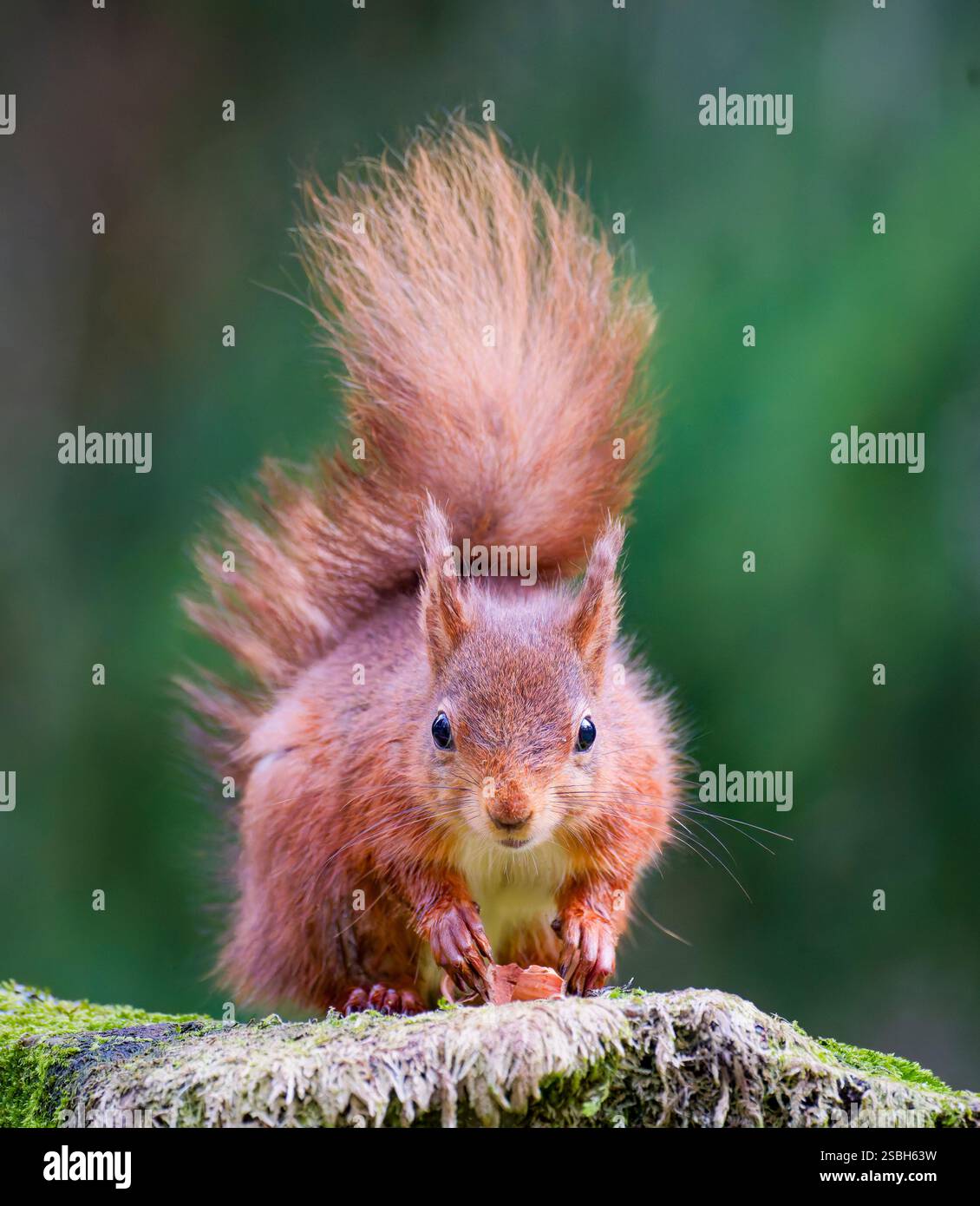 A British Red Squirrel (Sciurus vulgaris), sitting on it's haunches and ...