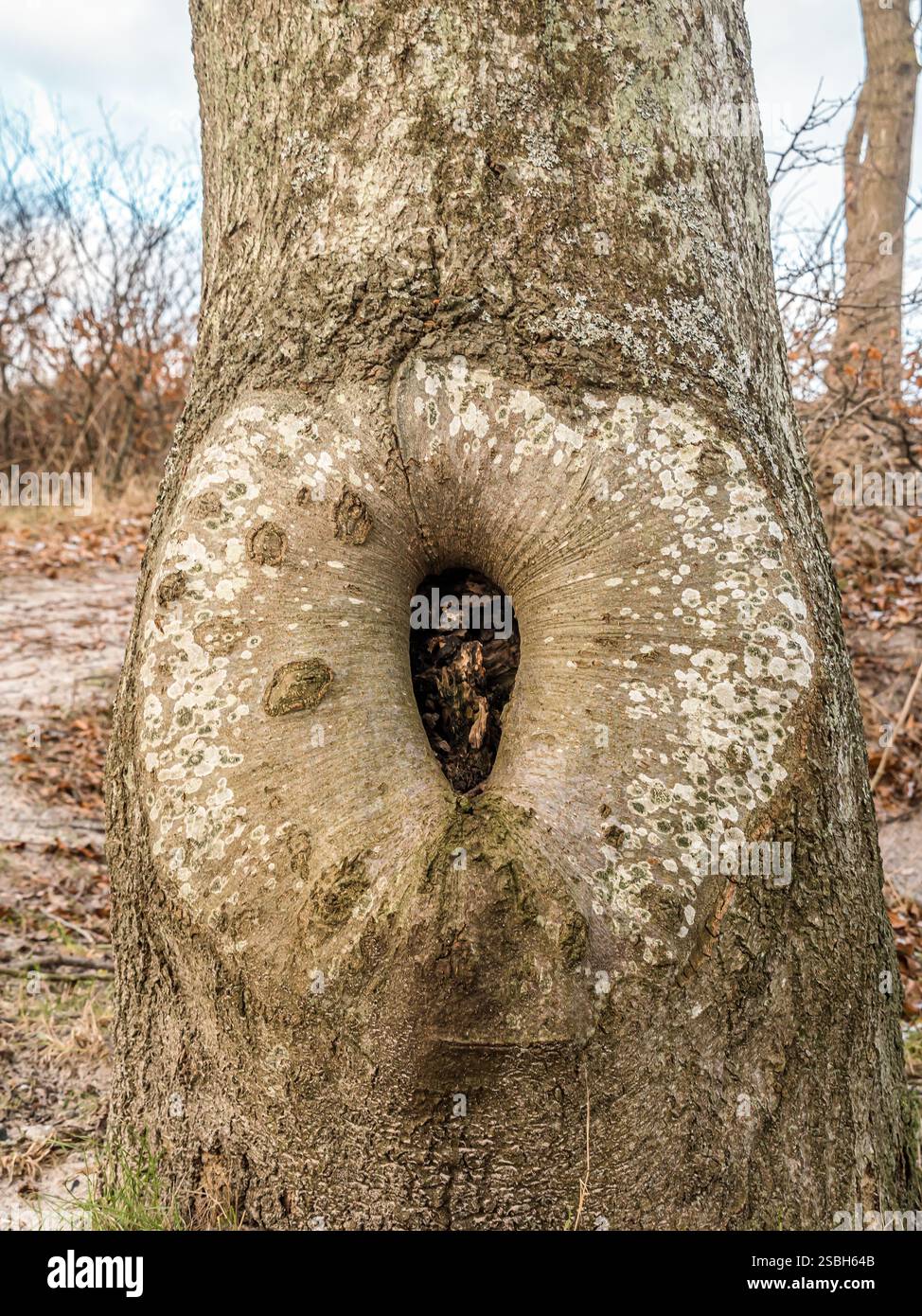 An intriguing close-up of a tree trunk featuring natural textures and ...