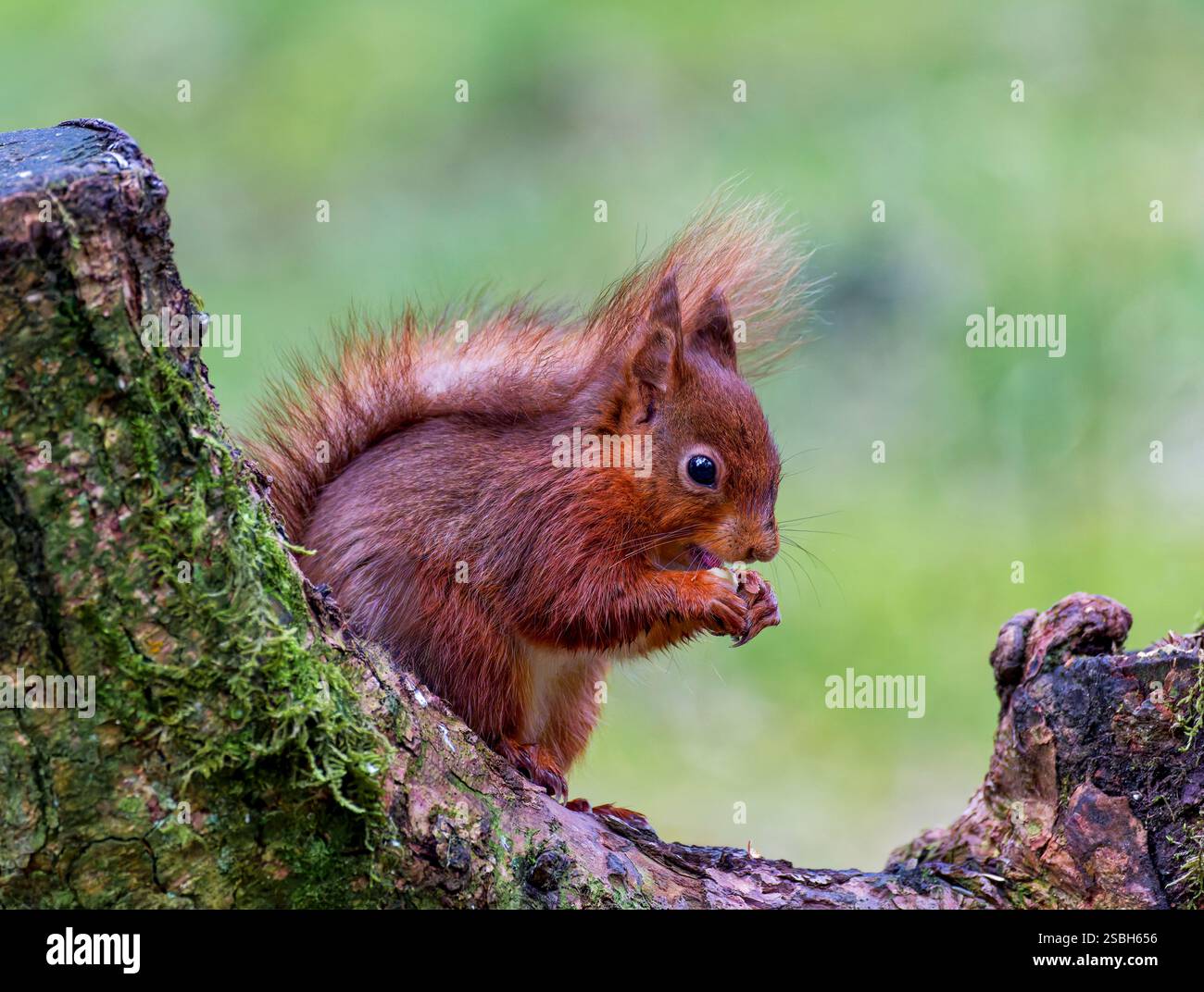 A British Red Squirrel (Sciurus vulgaris), sitting on it's haunches and eating a hazelnut Stock ...
