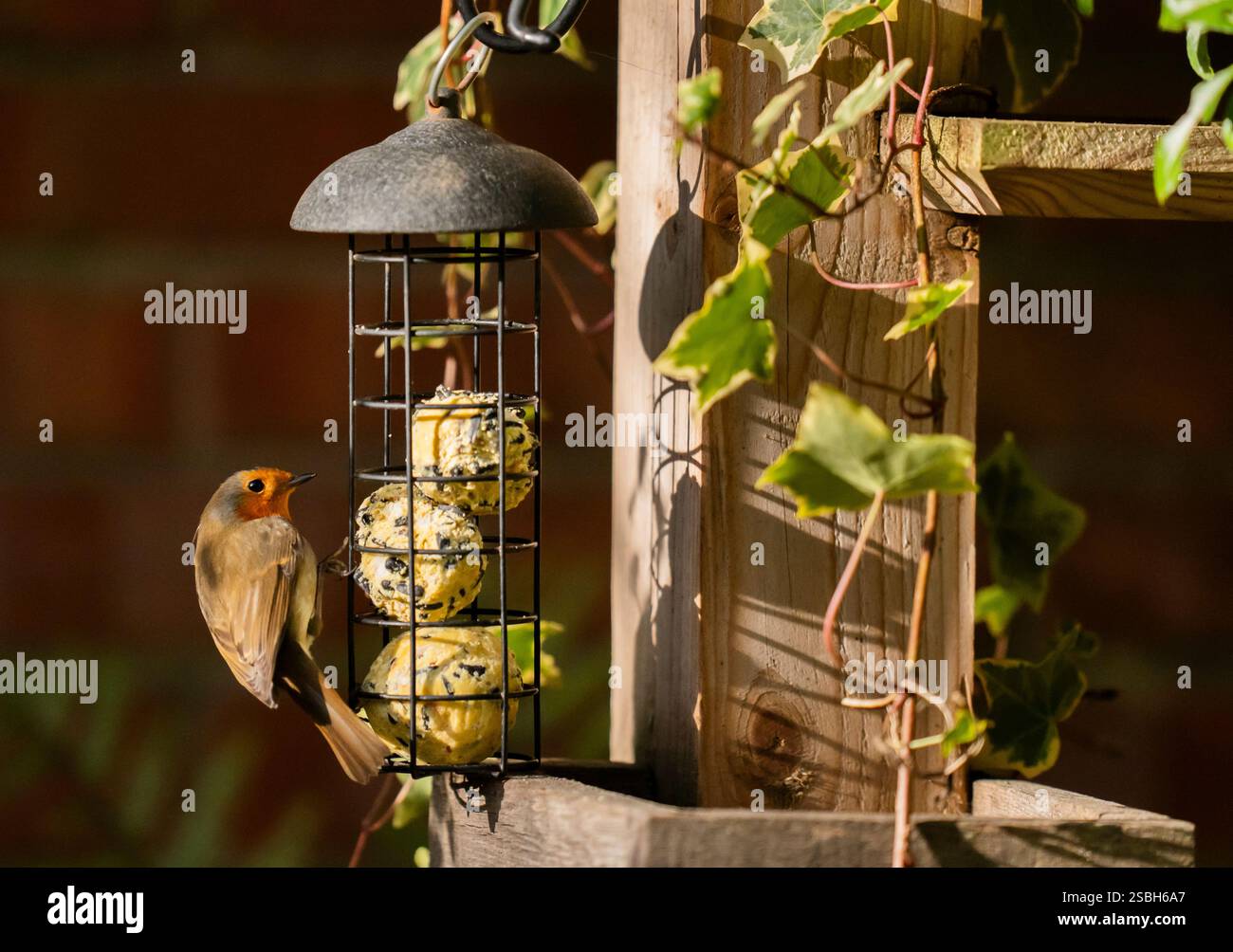A robin at a bird feeder in a garden in Leeds, West Yorkshire. Picture ...