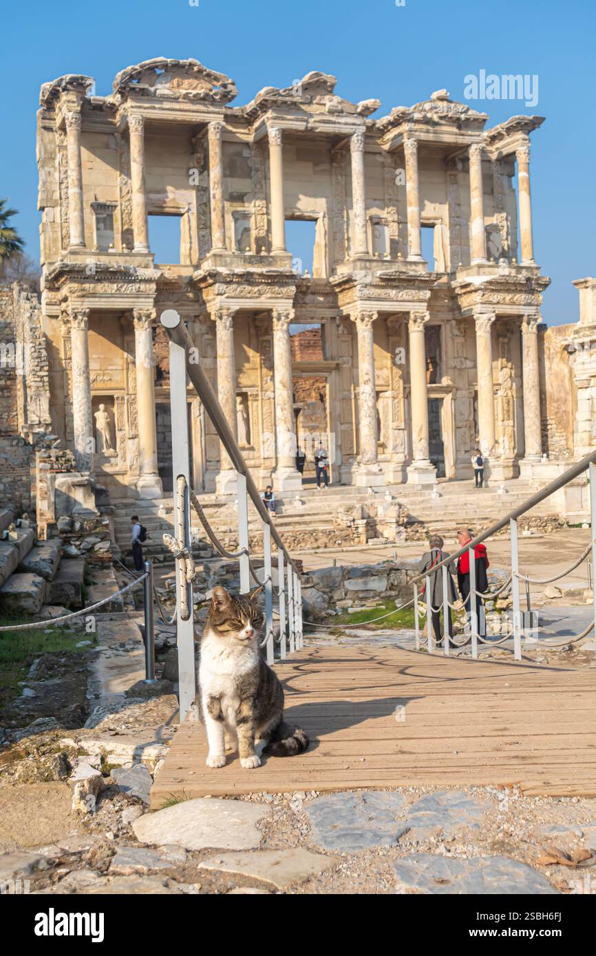 Cat, Celsus Library, Ephesus Archaeological Site Turkey Turkiye, 110s ...