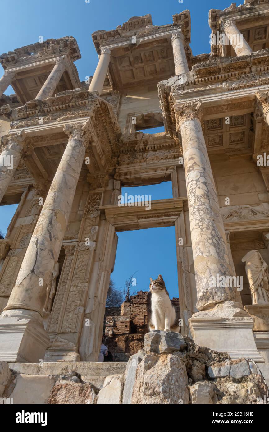 Cat, Celsus Library, Ephesus Archaeological Site Turkey Turkiye, 110s ...