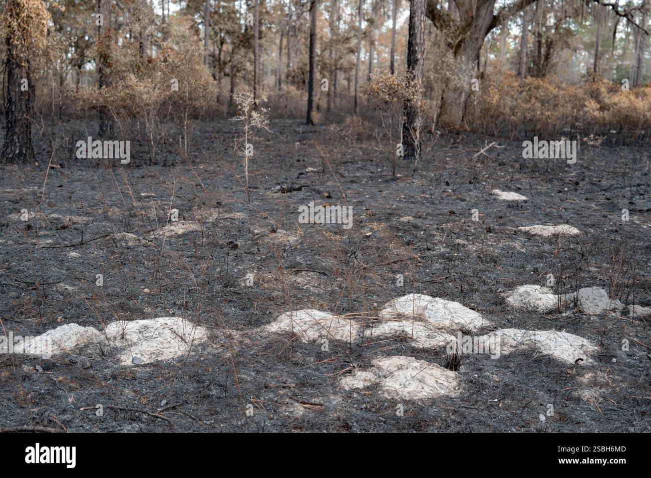 Pocket gopher mounds in area of contolled burn. Land management by ...