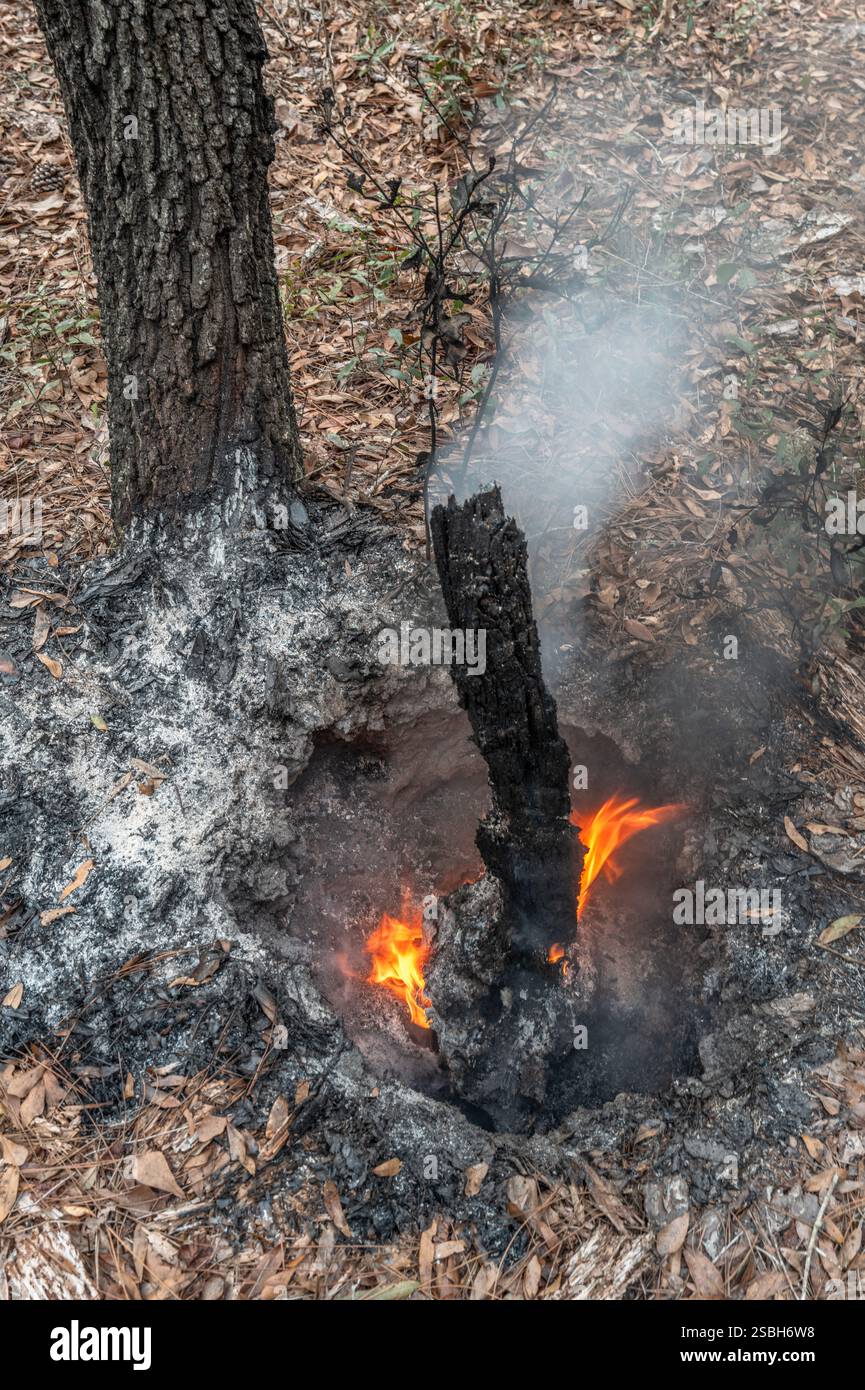 Hot spot flare up. A burning tree stump that reignited a couple days ...