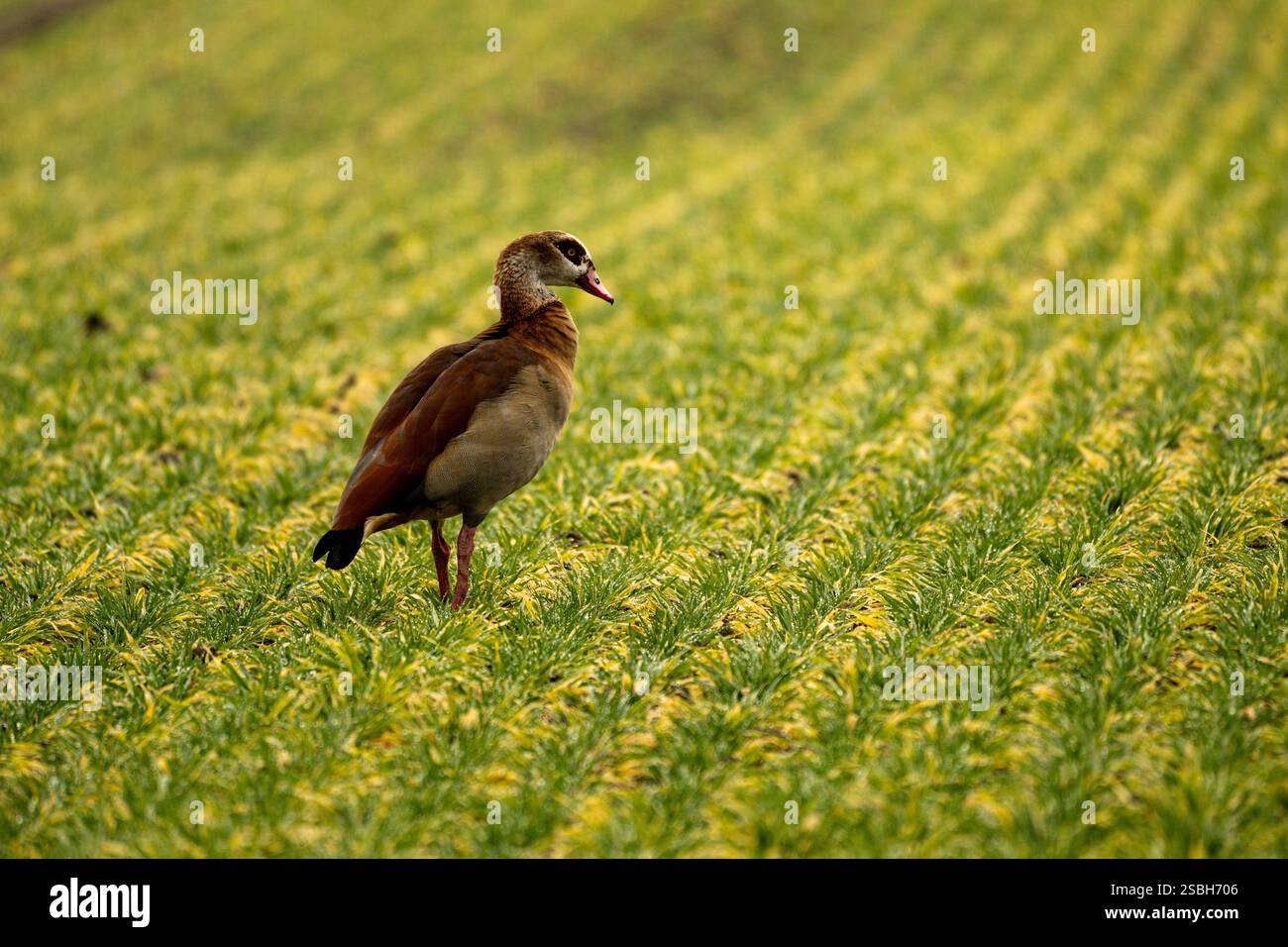 Nilgans auf grünem Feld , Deutschland, 03.02.2025, Eine Nilgans steht ...