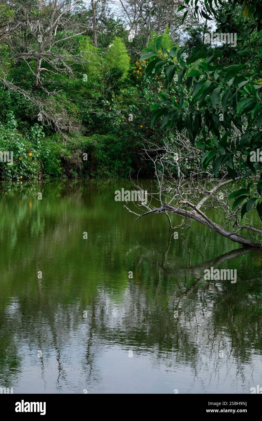 Beautiful landscape view of Alam Mayang Park in the afternoon ...