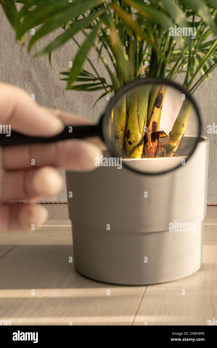 A gloved hand holds a magnifying glass over a lush green plant ...