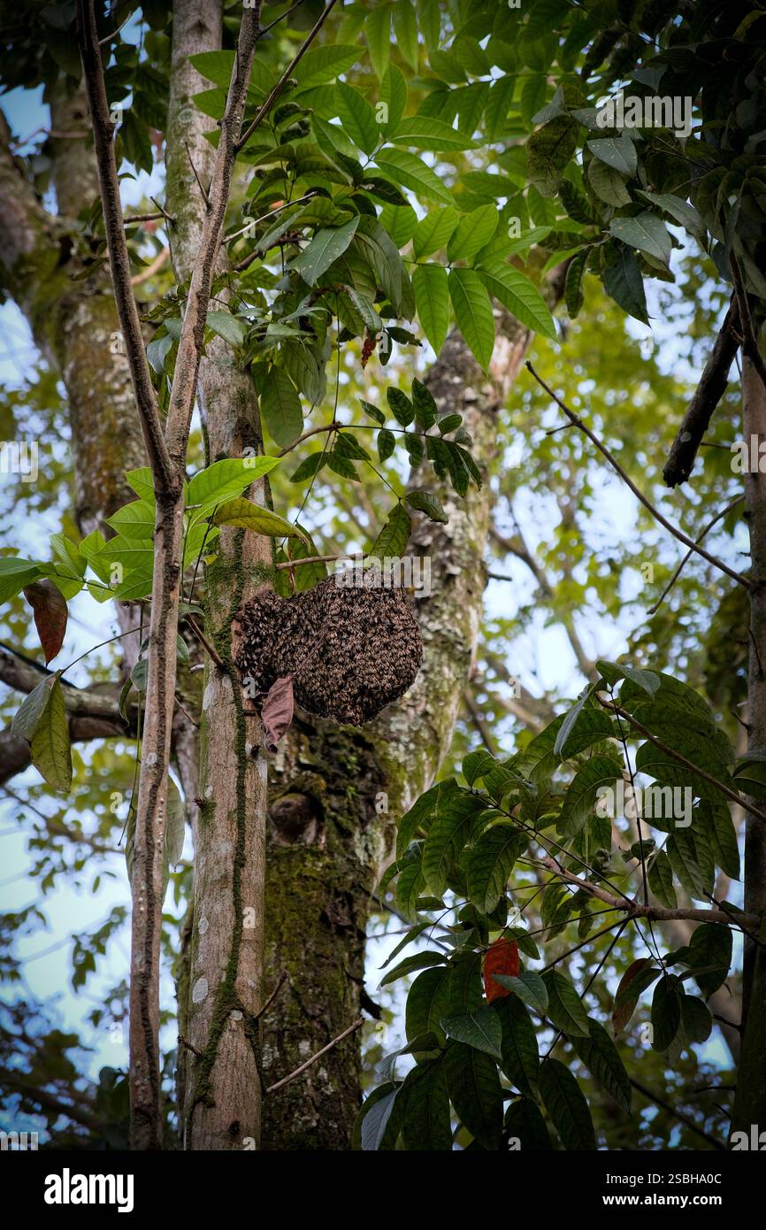 Bee nest hanging on the branches of tree in the forest Stock Photo - Alamy