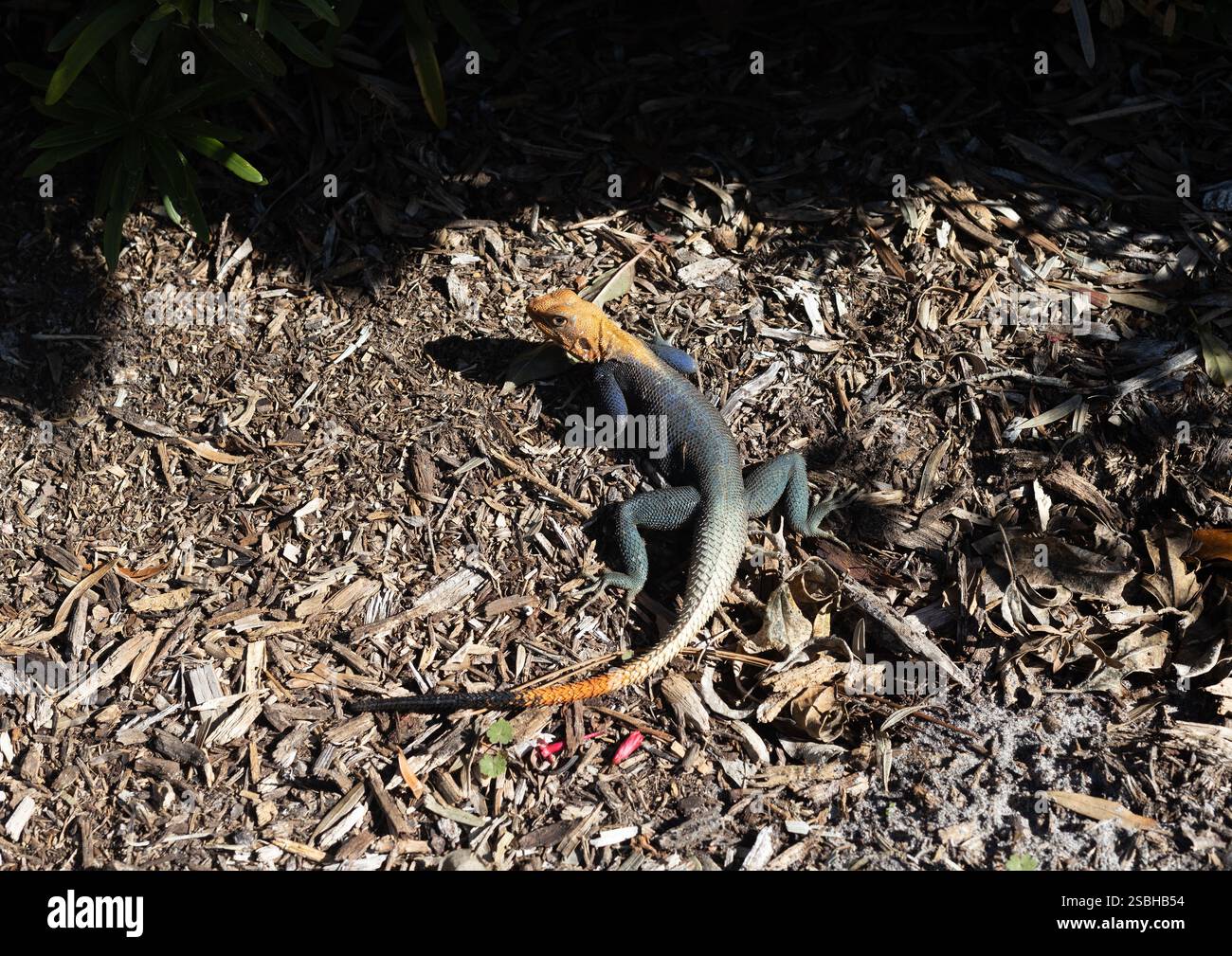 An Agama picticauda - Peter's Rock Agama - lizard in Port St. Lucie ...