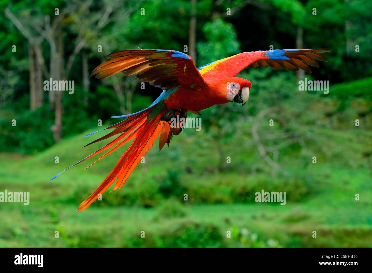 Flying Hybrid Scarlet x Great Green Macaw (Ara macao x militaris ...