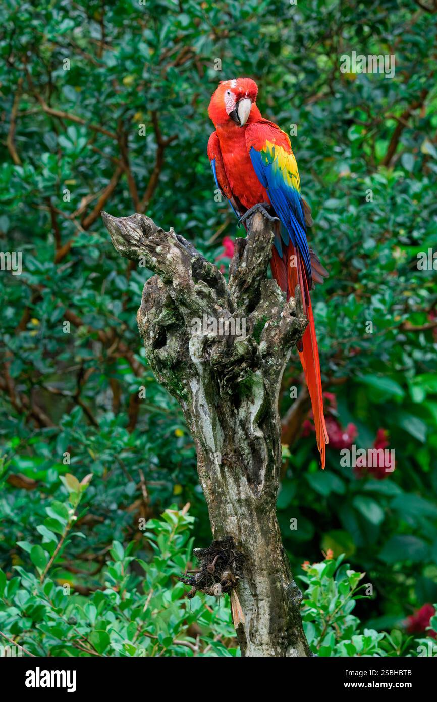 Hybrid Scarlet x Great Green Macaw (Ara macao x militaris) perched on a ...